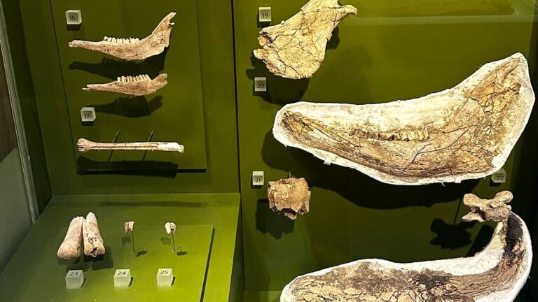 Jurassic Vegas: Ice Age Fossils State Park