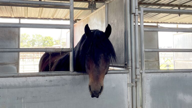 McKee Ranch Foundation: Vegas' Wholesome Petting Party